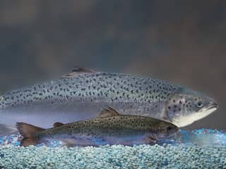 zalm | NU - Het laatste nieuws het eerst op NU.nl