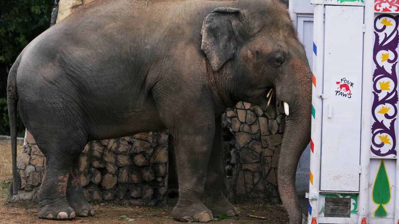 'Eenzaamste olifant ter wereld' aangekomen in Cambodja | Dieren | NU.nl