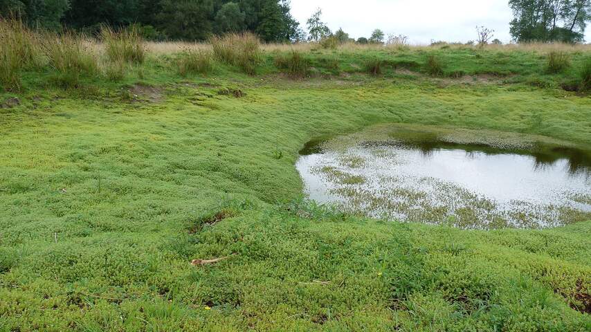 Eén exotische waterplant kan volledig ecosysteem om zeep helpen ...