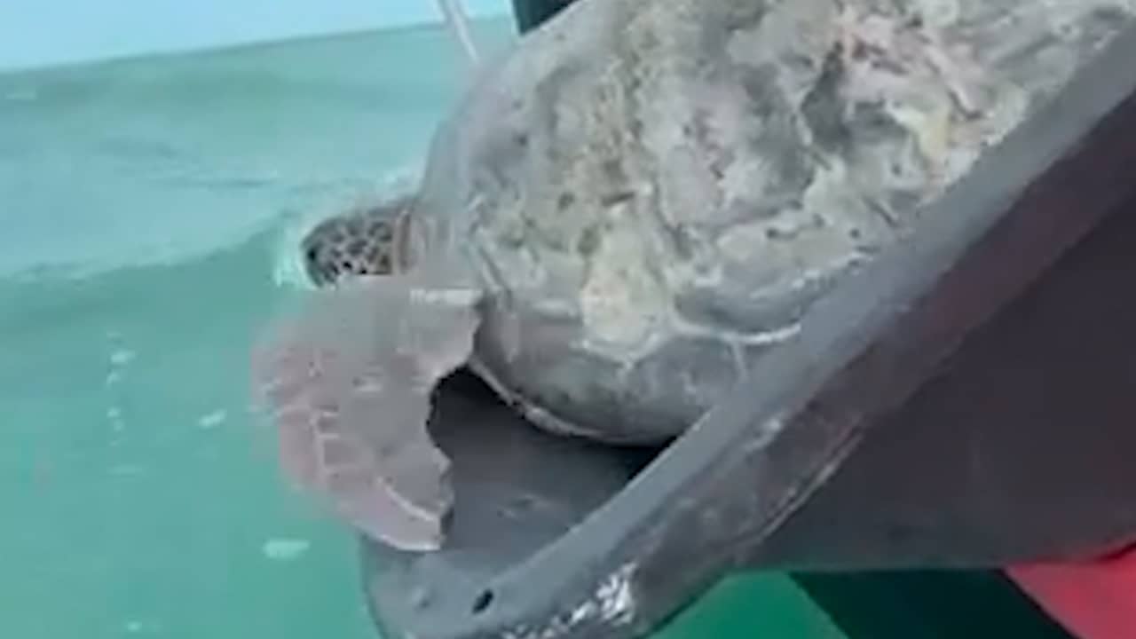 Verzorgers zetten schildpad met geamputeerde poot uit in zee | NU.nl