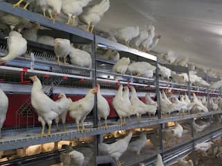 Fipronil | NU - Het laatste nieuws het eerst op NU.nl