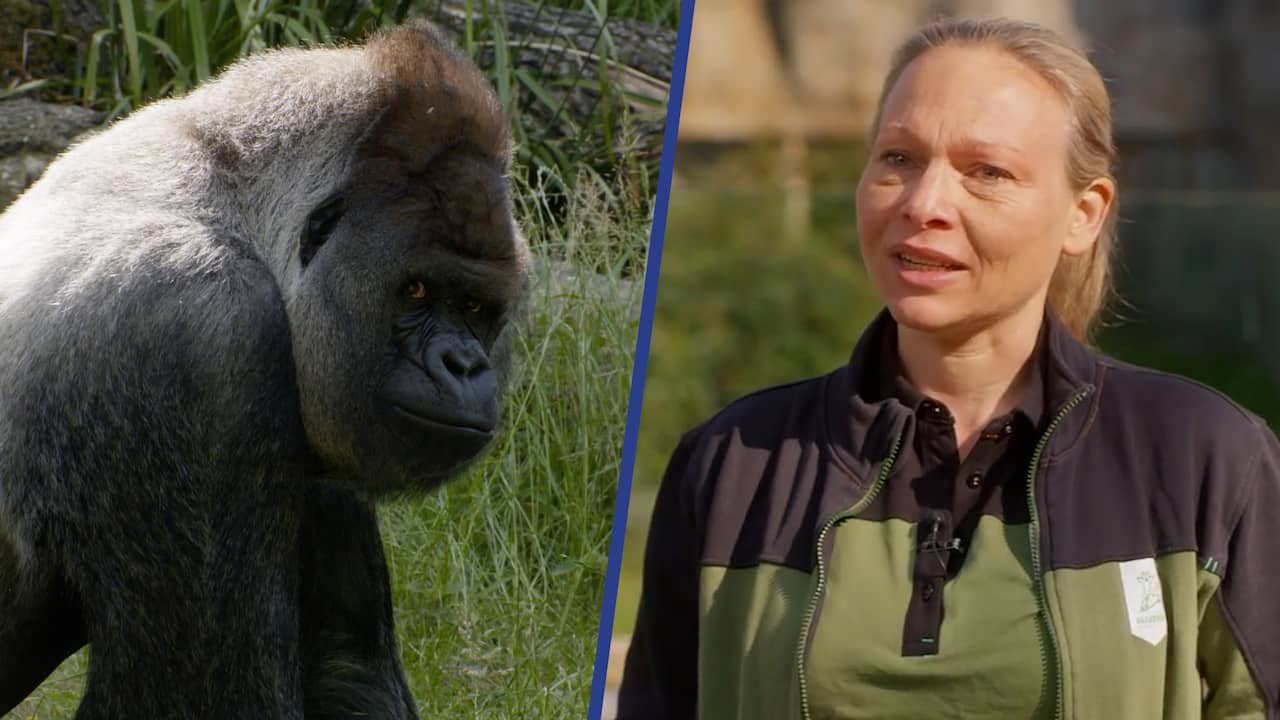 Bokito overleden: 'Was een heel bijzondere gorilla' | NU.nl