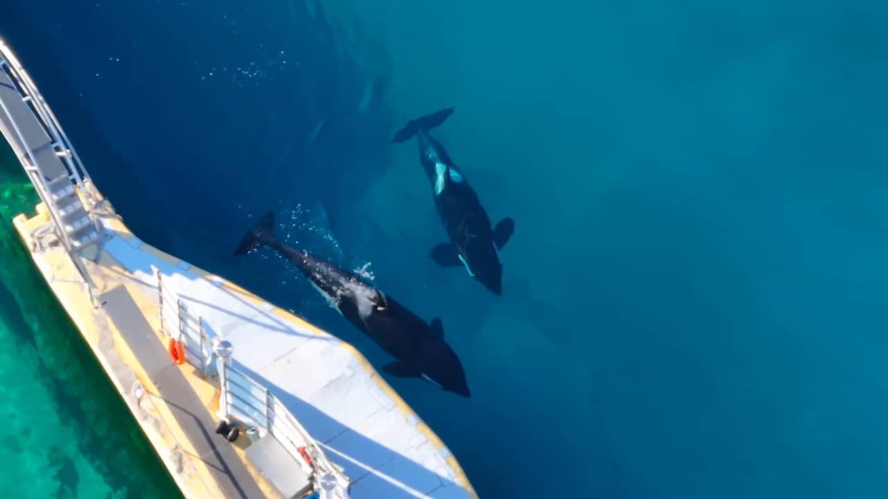 Drone filmt achtergelaten orka's in gesloten Frans dolfinarium | NU.nl