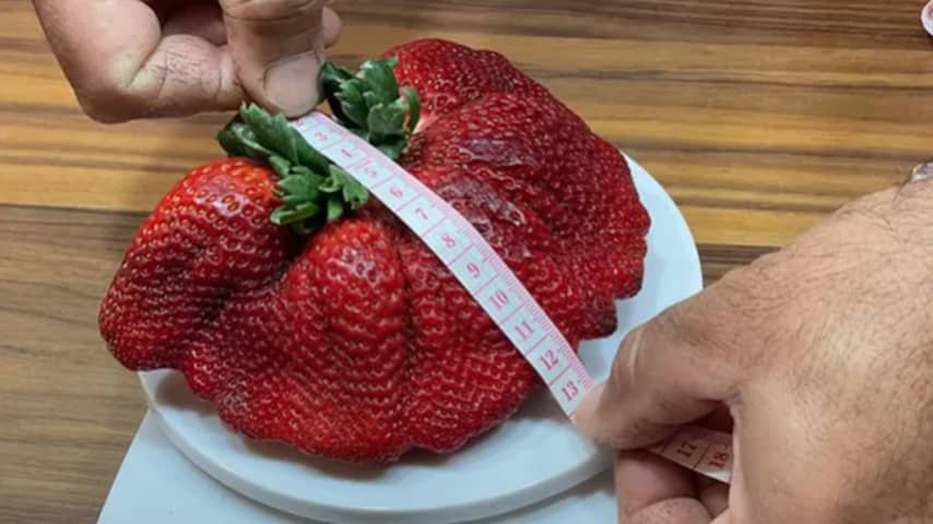Israëliër teelt grootste aardbei ooit: bijna 300 gram | Opmerkelijk | NU.nl