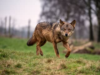 Wolven | NU - Het laatste nieuws het eerst op NU.nl