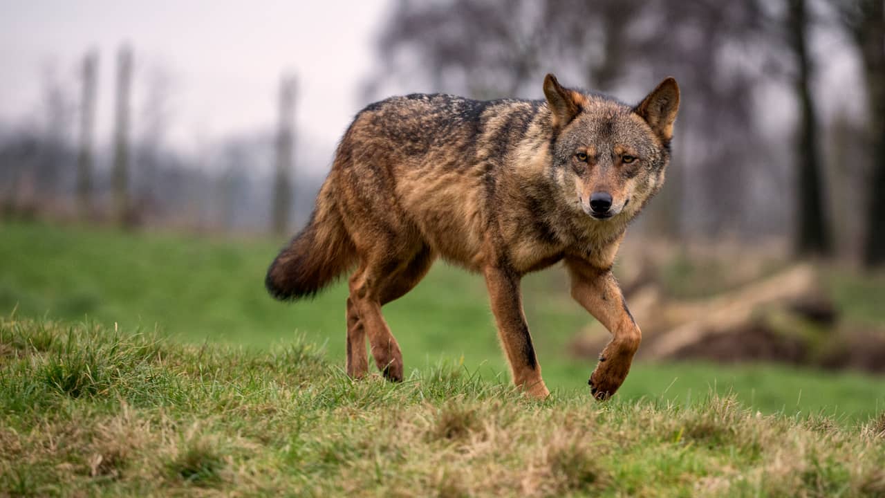 Gelderland is bang dat wolf die over hekken springt het andere wolven ...
