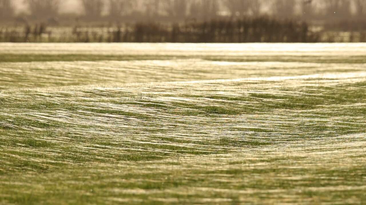 Beelden tonen met 'engelenhaar' bedekte Friese weilanden | NU.nl