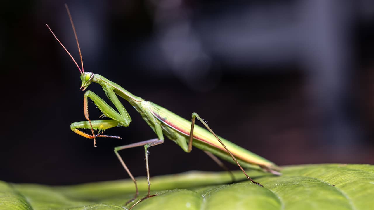 Bidsprinkhaan met vijf ogen heeft zich in Nederland gevestigd | Dieren ...