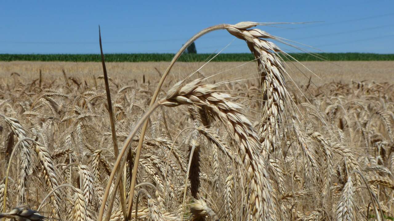 'Graan wordt bedreigd door klimaatverandering' | Wetenschap | NU.nl