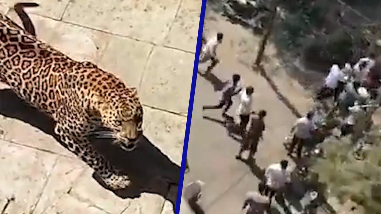Luipaard jaagt inwoners Indiase stad de stuipen op het lijf | NU.nl
