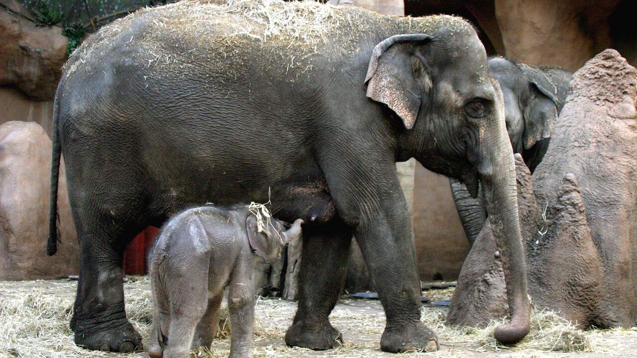 Irma, de oudste olifant van Nederland, op 53-jarige leeftijd overleden | Dieren | NU.nl