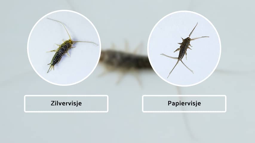 Zo jaag je zilvervisjes voor eens en altijd je huis uit | Slimmer leven ...