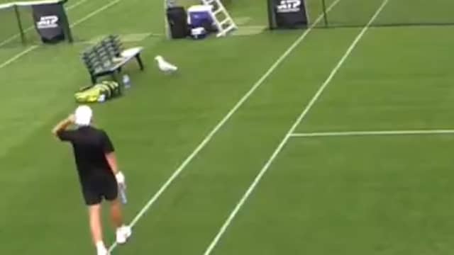 Brutale meeuw pikt banaan van tennisser tijdens wedstrijd in Dublin | NU.nl