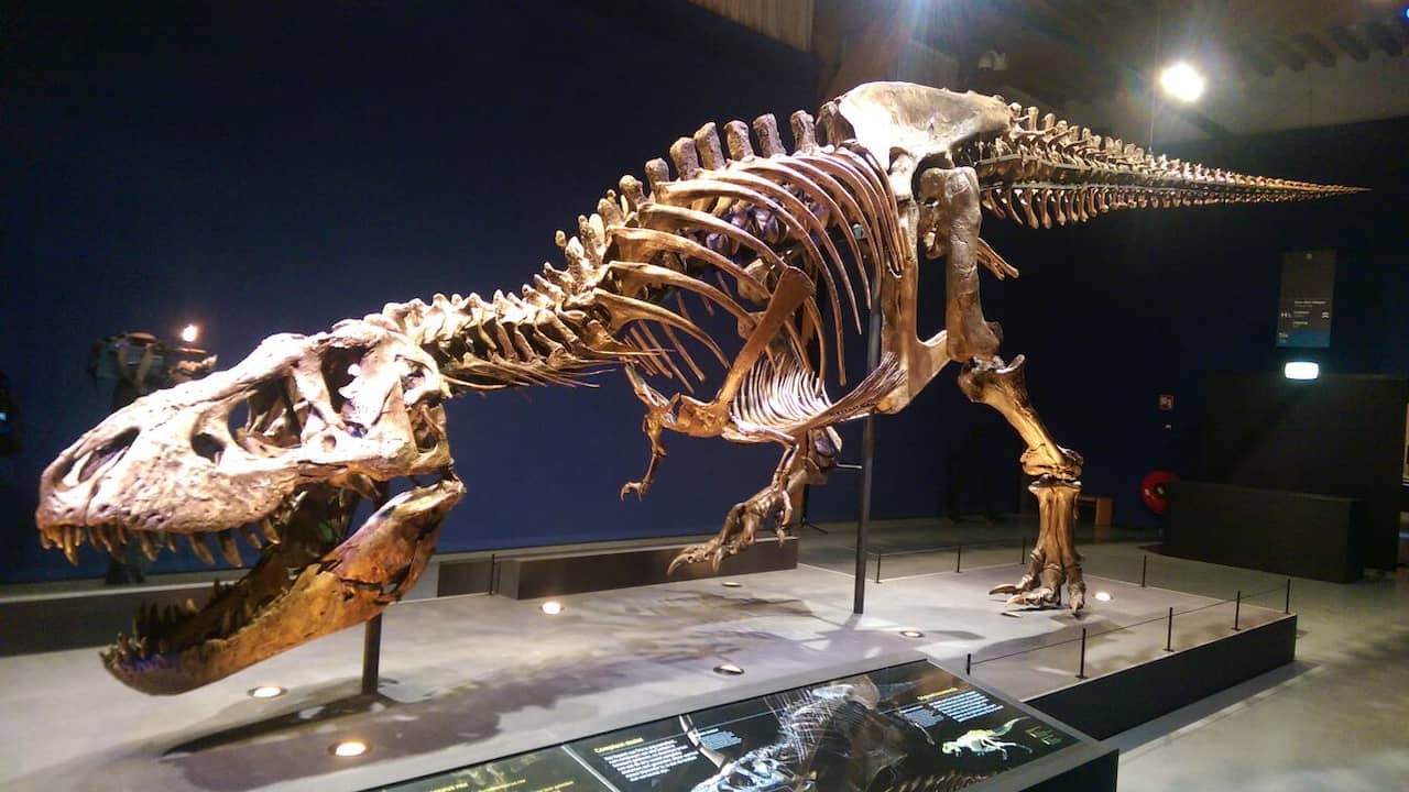 Tyrannosaurus rex Trix na twee jaar terug in Naturalis in Leiden ...