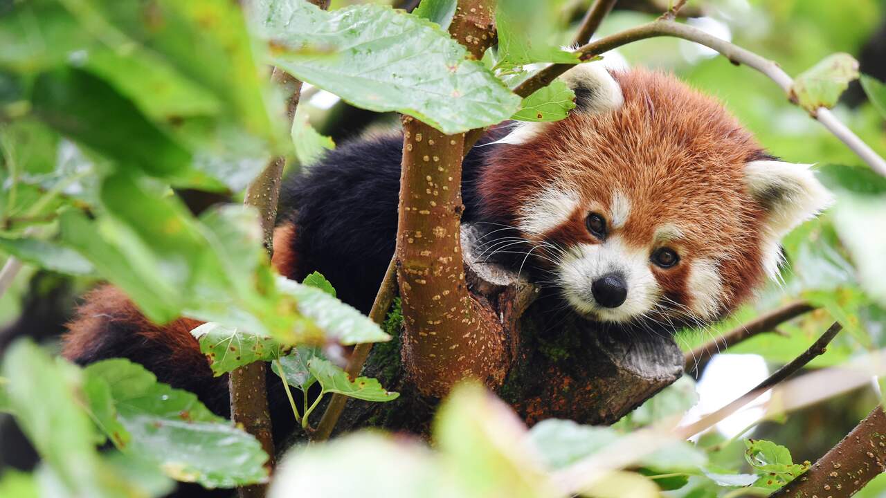 Uit Duitse dierentuin ontsnapte rode panda is teruggevonden in een boom ...