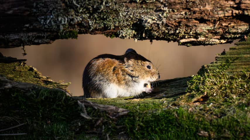 Honderdduizenden Nederlanders hadden ooit hantavirus en wisten dat vaak ...