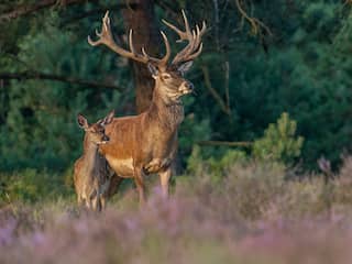 Natuur | NU - Het laatste nieuws het eerst op NU.nl