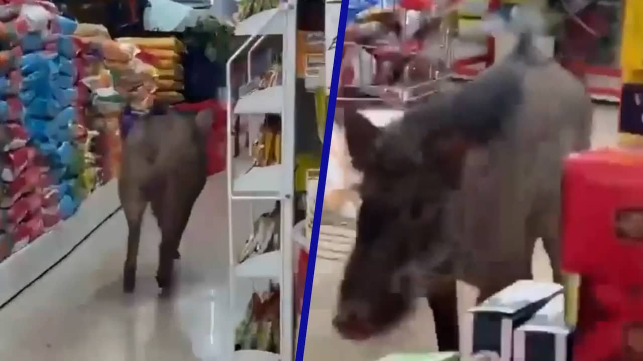 Wild zwijn neemt kijkje in Indiase supermarkt | NU.nl