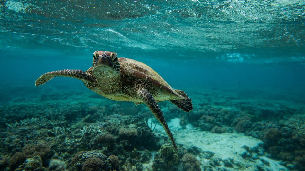 Dit was het positieve en vrolijke nieuws van deze week | Binnenland | NU.nl