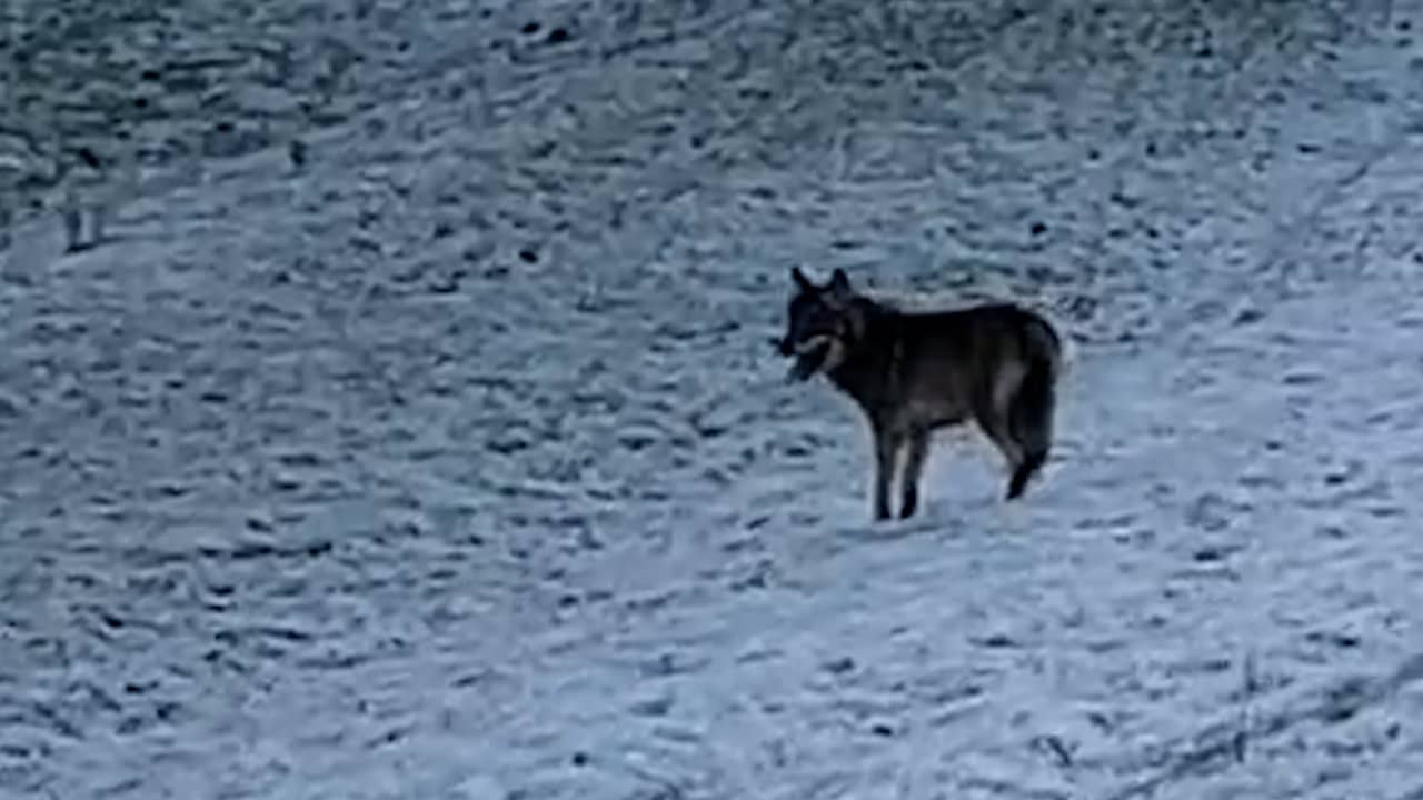 Waarom zien we de wolf nu opeens in woonwijken verschijnen? | NU.nl