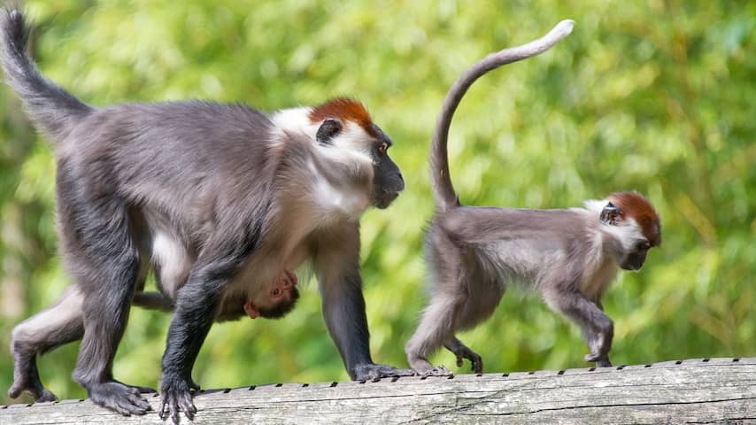Zeldzame roodkruinmangabey geboren in Apenheul | Dieren | NU.nl