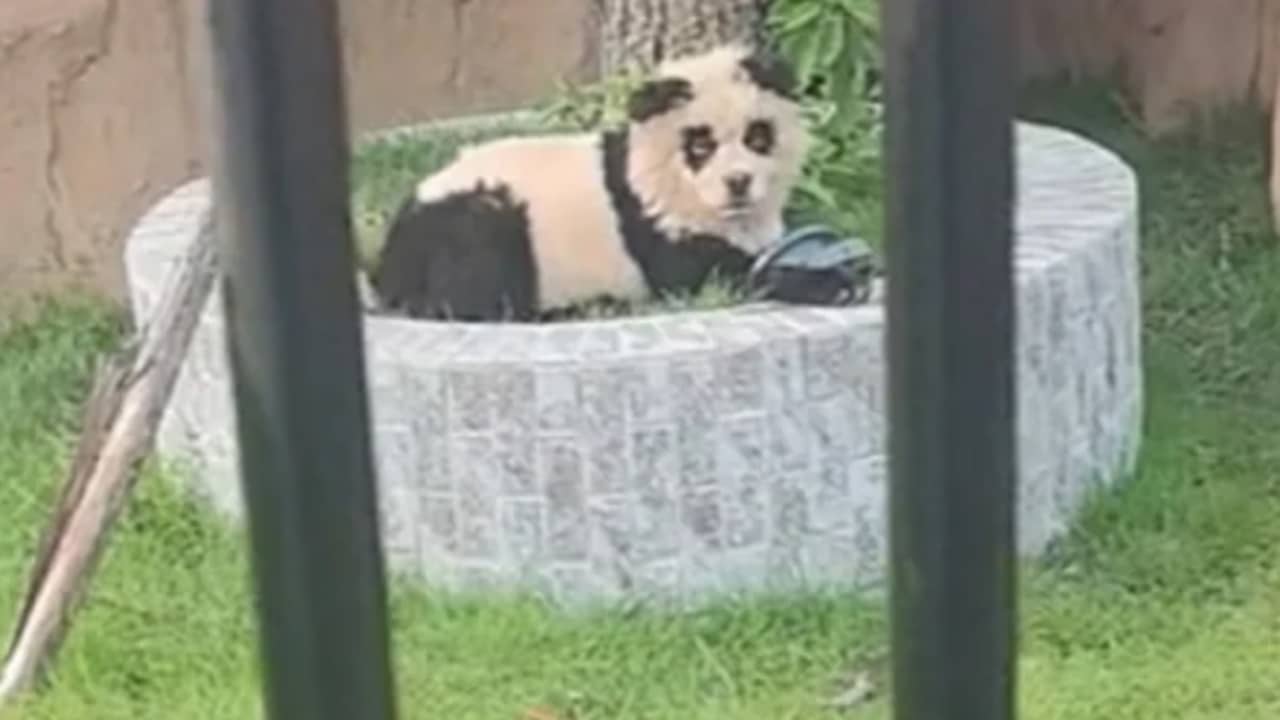 Chinese dierentuin geeft toe dat hun 'panda's' geverfde honden zijn ...