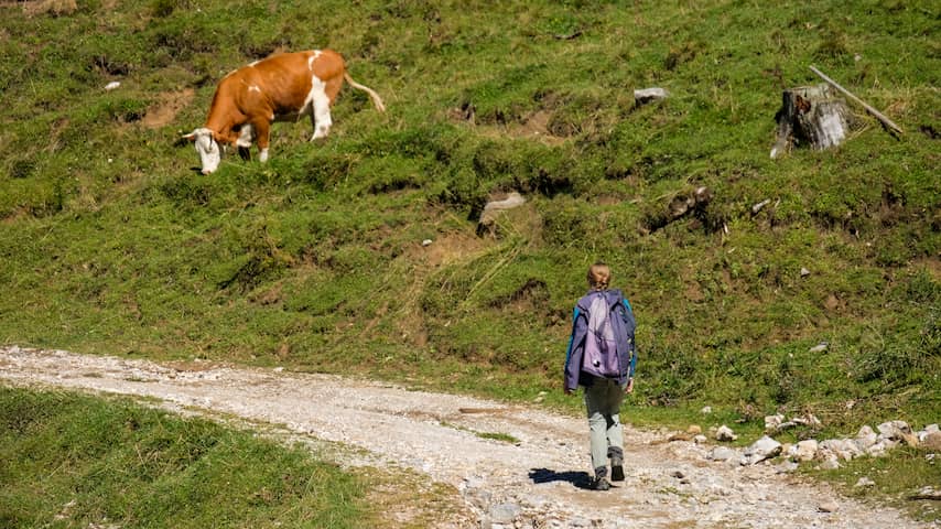 Oostenrijker (85) overlijdt na aanval door koeien tijdens bergwandeling ...