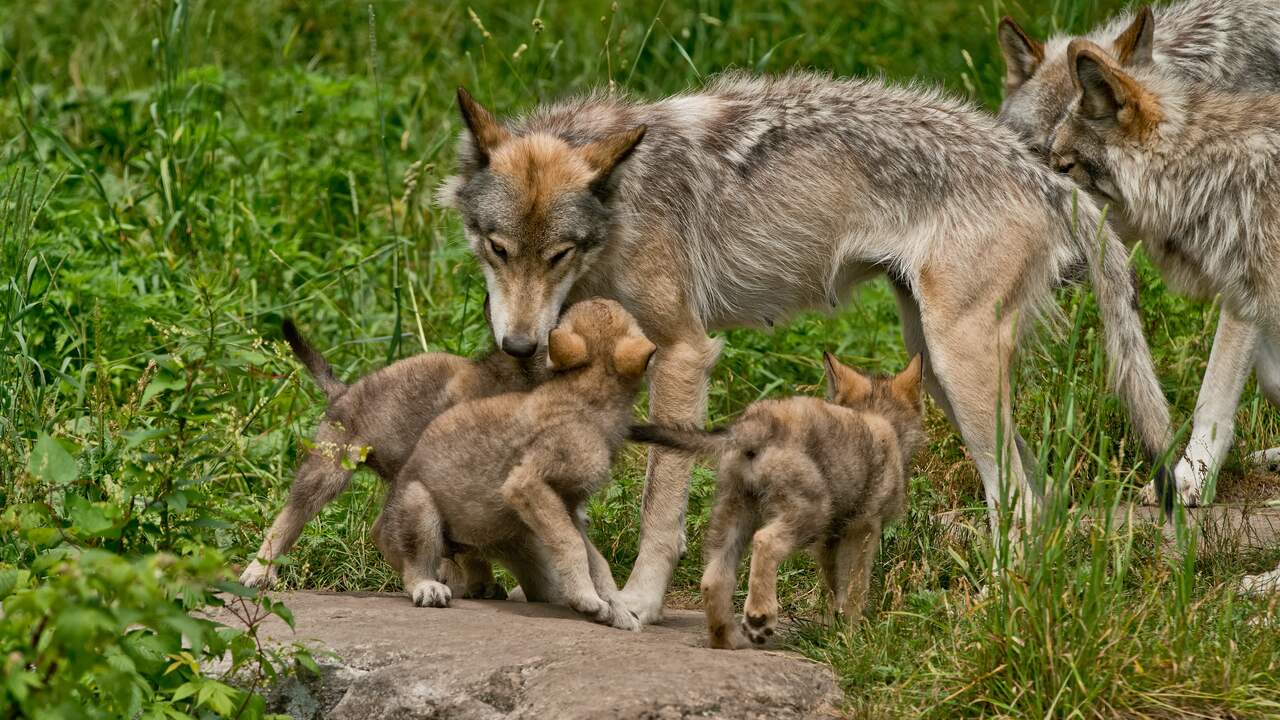 Brussel wil beschermde status van wolf afzwakken | Wolf | NU.nl