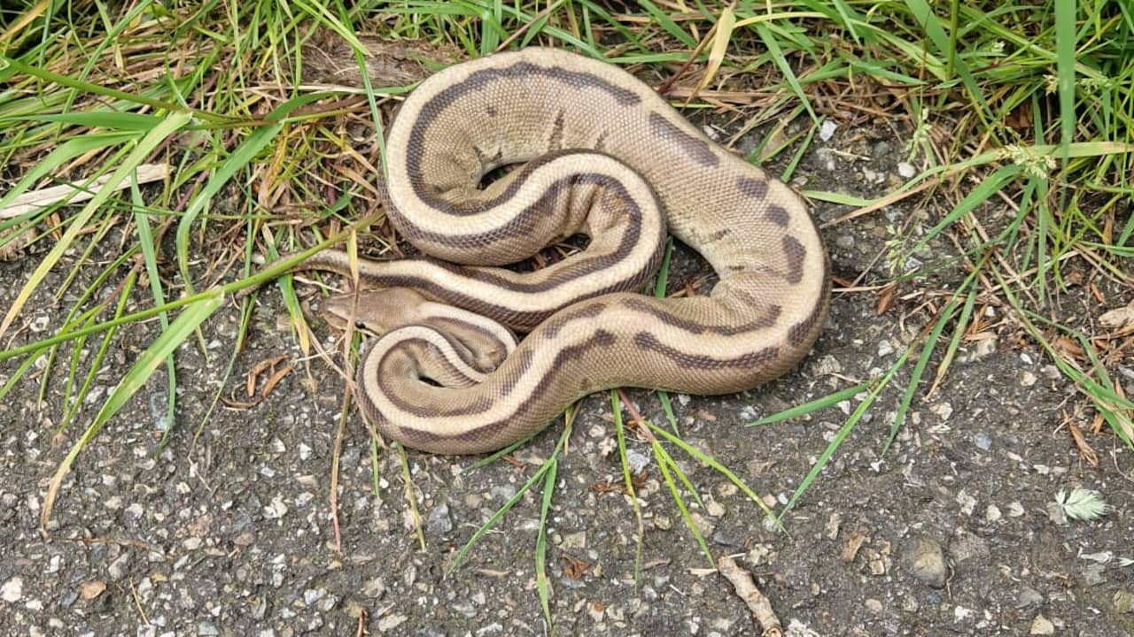 Koningspython van 2 meter gevonden bij hockeycomplex in Spijkenisse ...