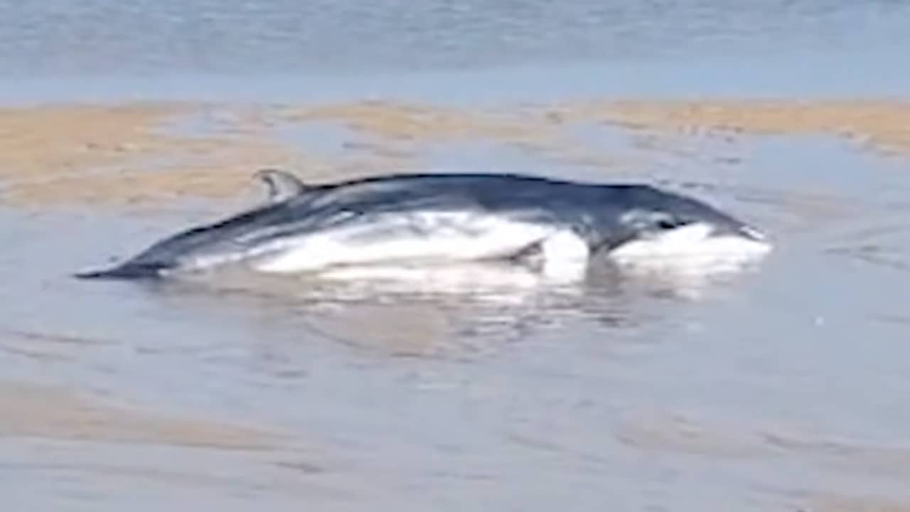 3 meter lange dwergvinvis aangespoeld op strand in België | NU.nl