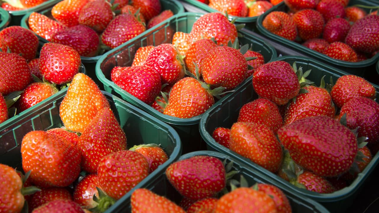 Aardbeienteelt verdubbelt naar 86 miljoen kilo, steeds meer fruit uit ...