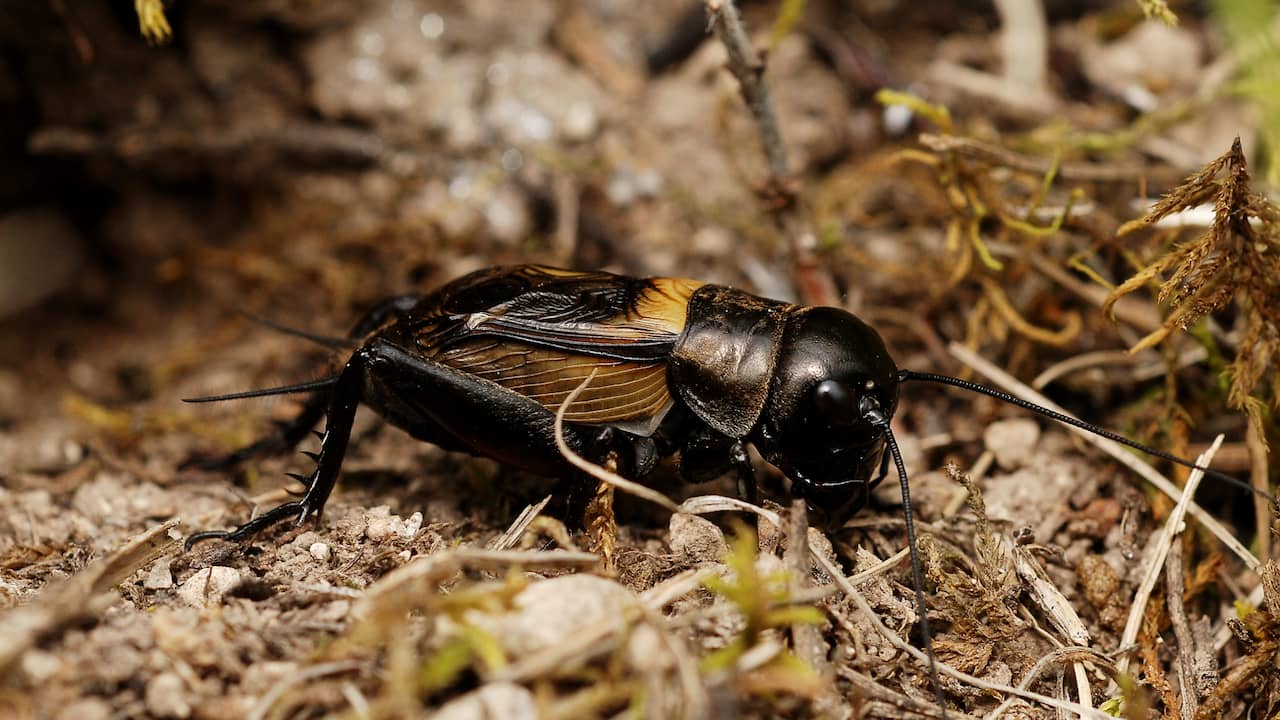 Veldkrekel door publiek verkozen tot insect van het jaar 2024 | Dieren ...