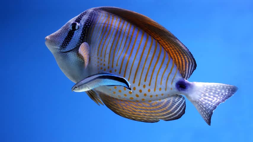 ARTIS opent vernieuwd aquarium na miljoenenrenovatie van vijf jaar ...
