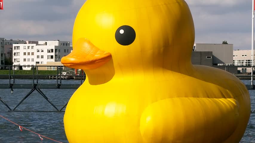 Man uit Gouda krijgt acht weken cel voor stelen grote badeend ...