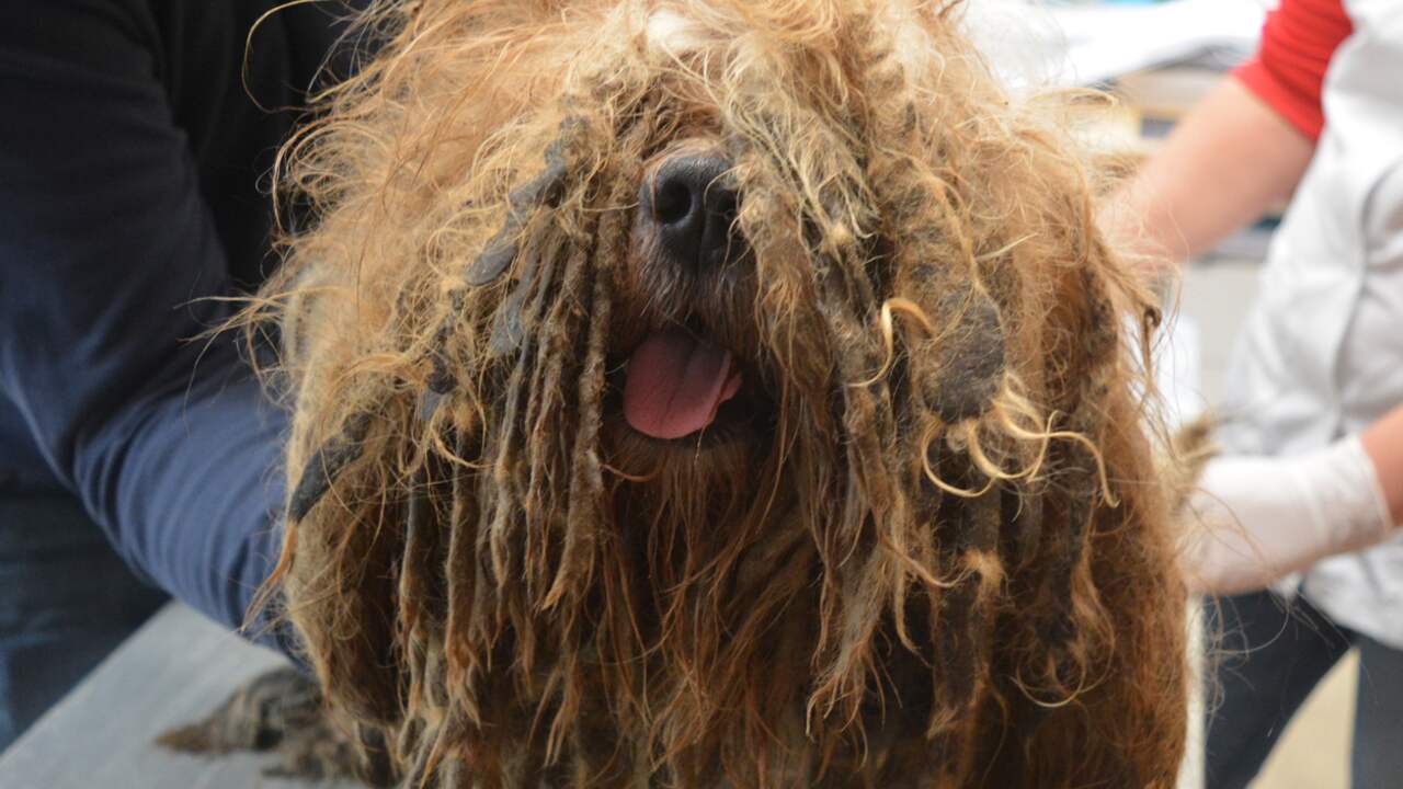 Zo werd de verwaarloosde hond Bob opgeknapt | Dierenbescherming ...