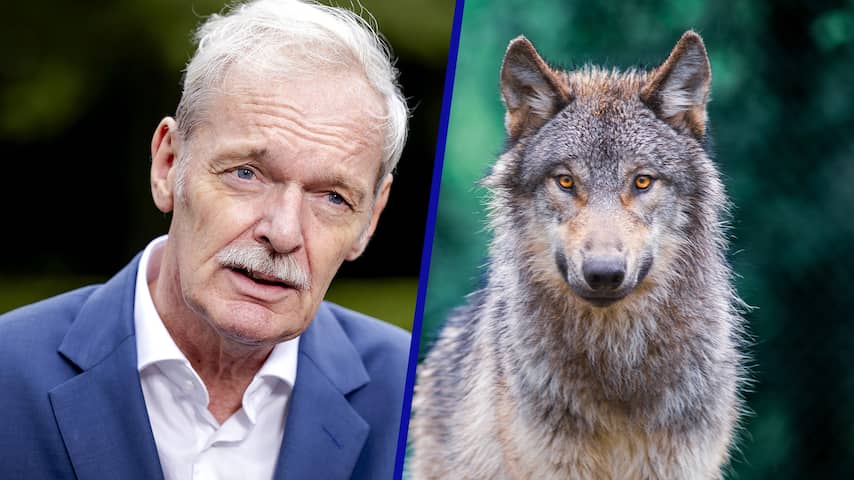 Ernstige zorgen bij staatssecretaris Rummenie: 'Het is nu de wolf in ...