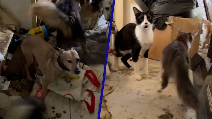 Tientallen verwaarloosde honden en katten uit vieze woning in Breda gehaald | Dieren | NU.nl