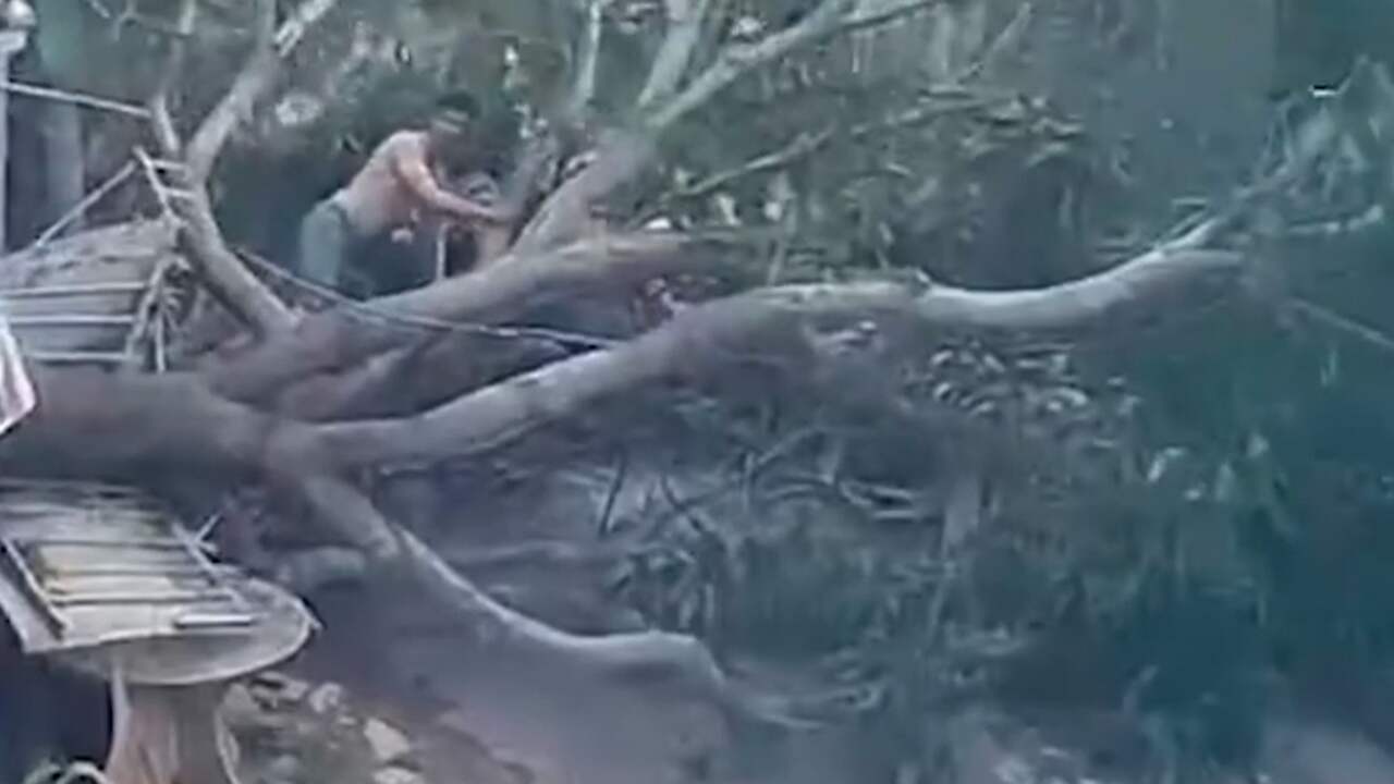 Grote boom raakt Vietnamese op een haar na | NU.nl