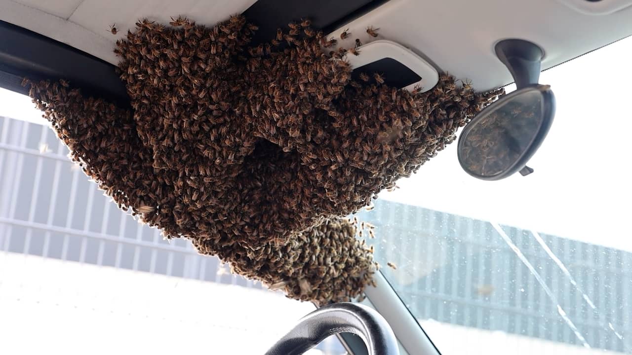 Vijfduizend bijen nestelen zich in auto in Haarlem | NU.nl