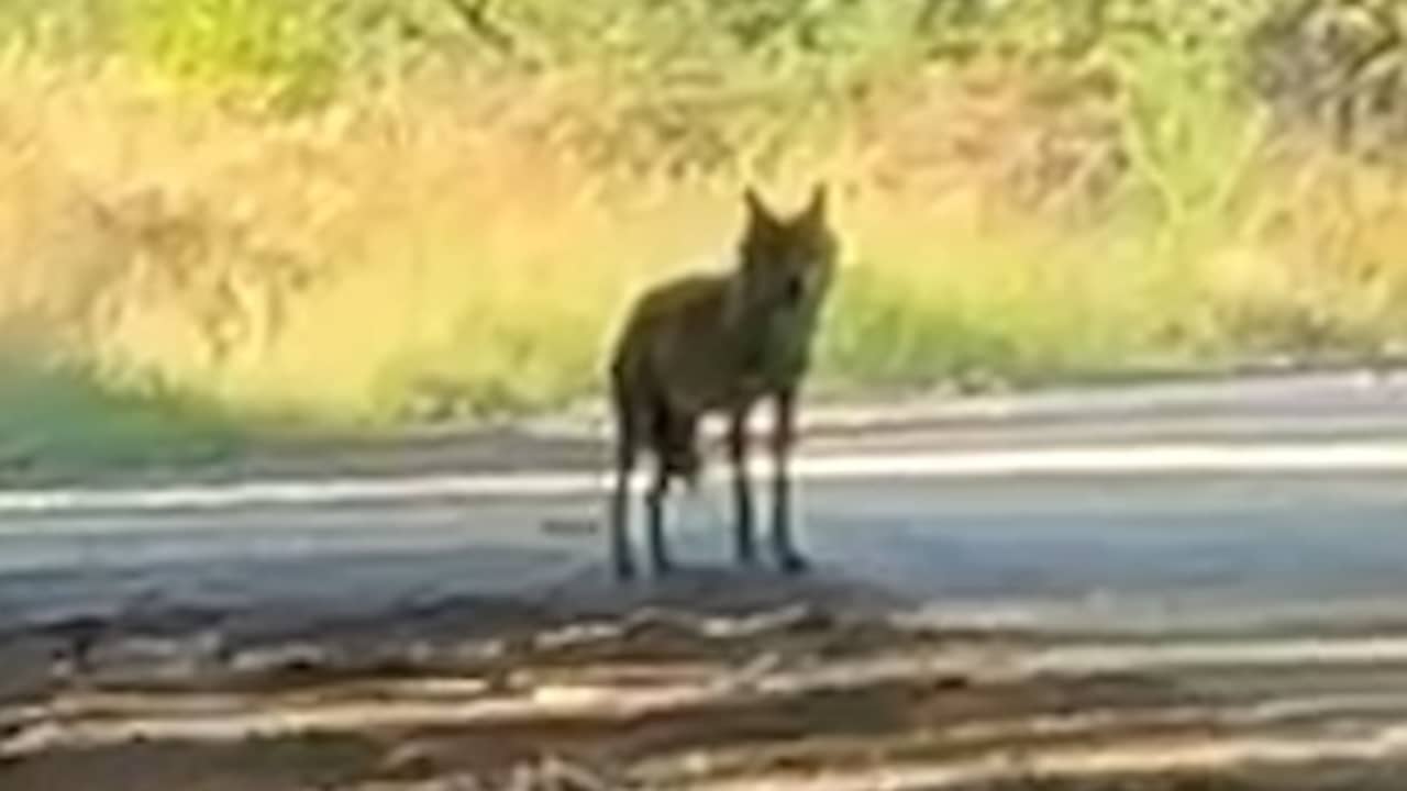 Rapper Sticks staat oog in oog met wolf op de Veluwe | NU.nl