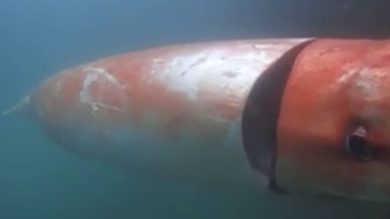 Diep in de zee leven gigantische inktvissen waarvan we vrijwel niets ...