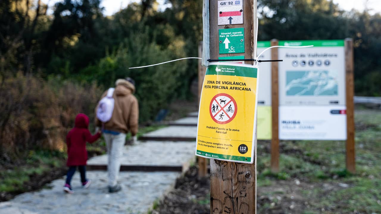 Spanje zet leger in na uitbraak varkenspest: wild zwijn at mogelijk ...