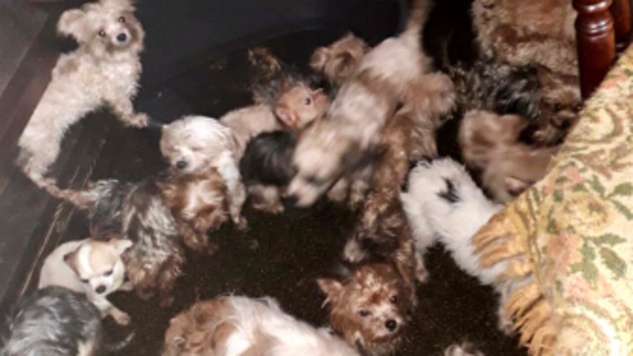 61 verwaarloosde honden uit Twentse woning gehaald bij controle | Dieren | NU.nl