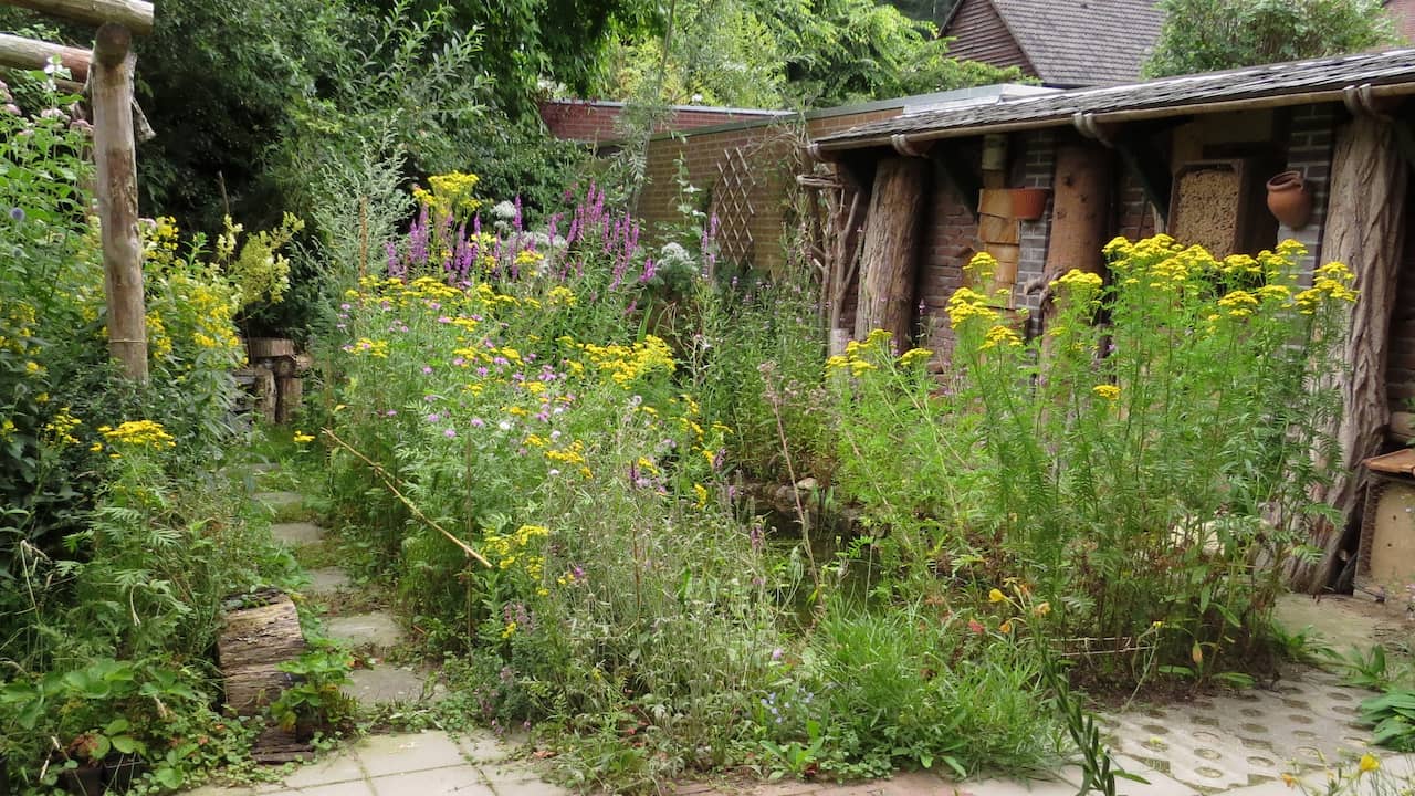 Stengels en wilde planten: zo ziet een écht insectvriendelijke tuin ...