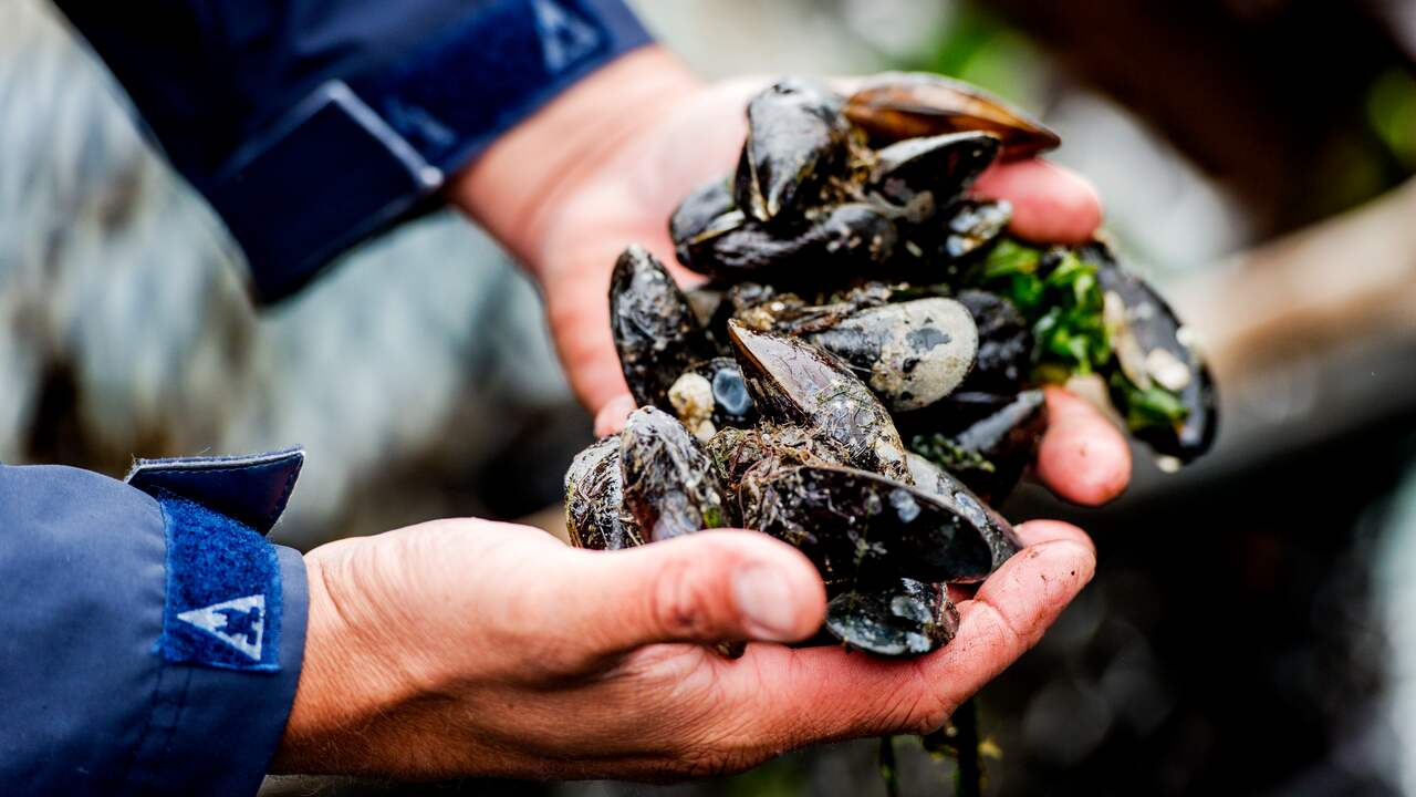 'Mosseldag Yerseke toont ontwikkeling sector' | Beveland | NU.nl