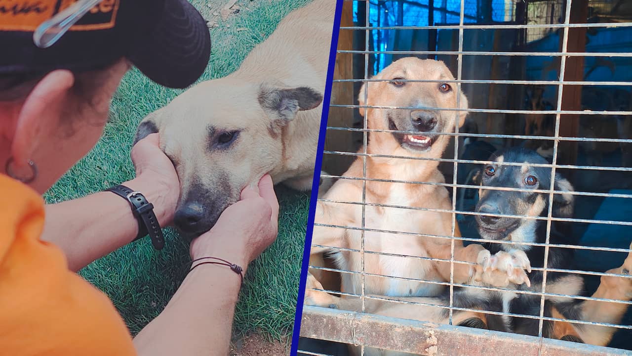 Hulp voor mishandelde dieren in Palestijnse Westbank: 'Geweld verdrievoudigd' | NU.nl