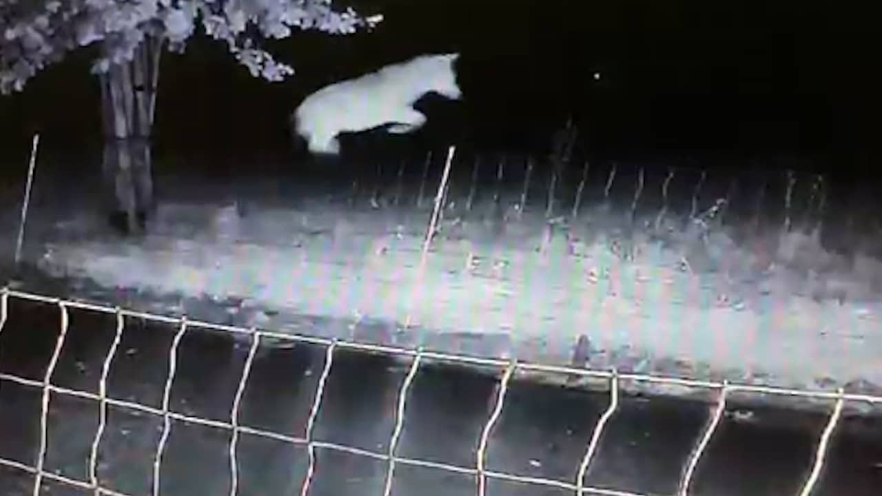 Gelderland is bang dat wolf die over hekken springt het andere wolven ...