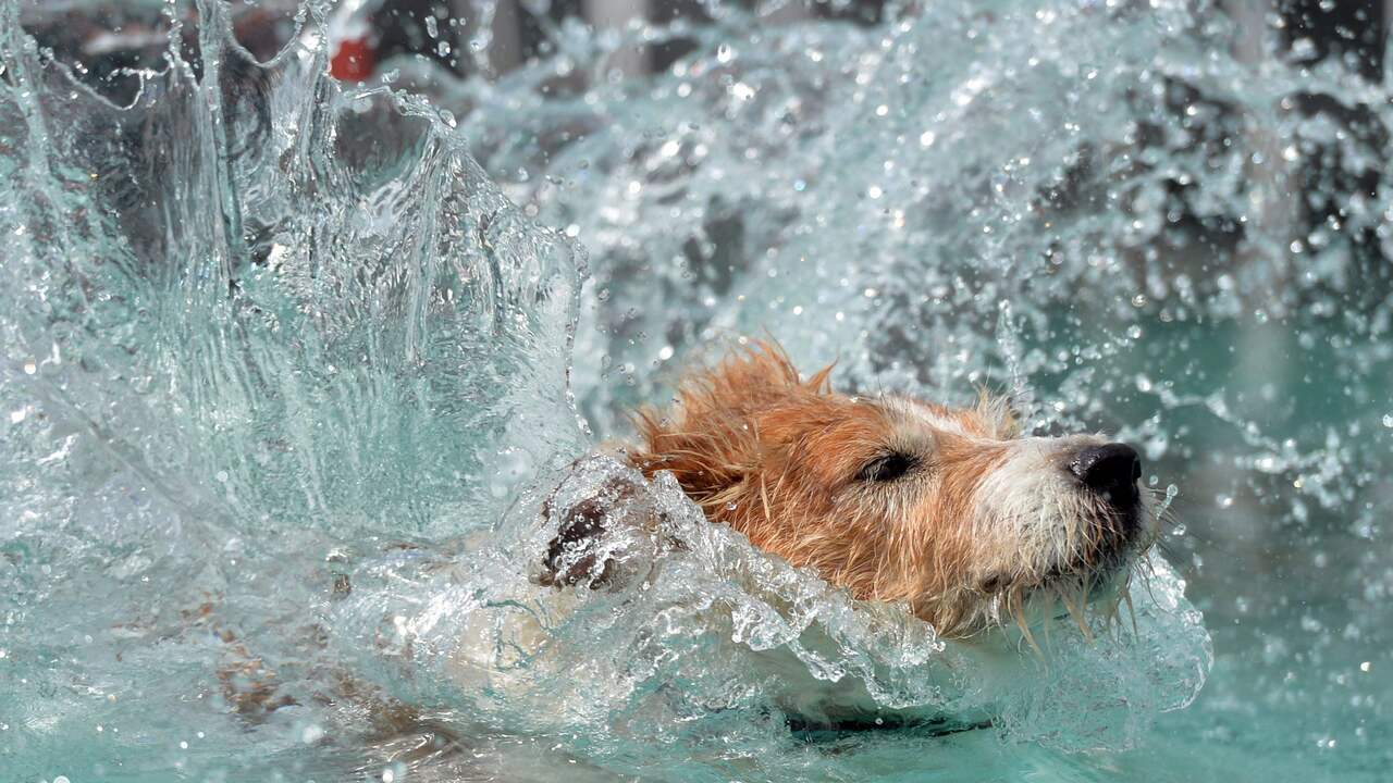 Brandweer redt in het water gesukkelde hond uit de Dommel | Eindhoven ...