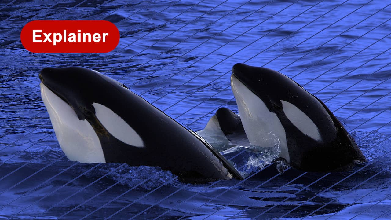 Orka's blijven om mysterieuze redenen boten aanvallen bij Spanje ...