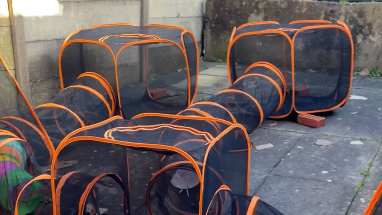 Engelse vrouw legt speciaal tunnelnetwerk voor katten aan in tuin | NU.nl